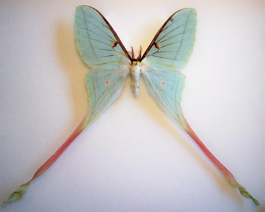 Actias dubernardi Chinese Moon Moth CHINA - World of Butterflies and Moths