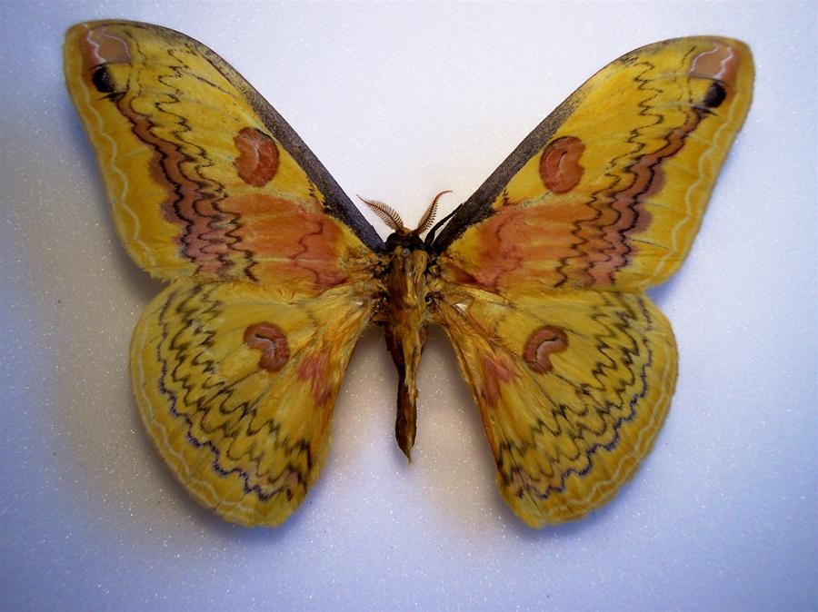 Loepa anthera CHINA - World of Butterflies and Moths