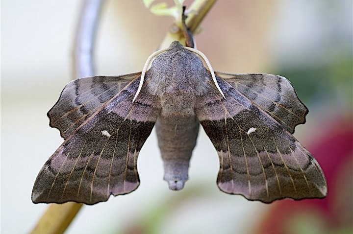 Poplar Hawk-Moth (L.populi) - World of Butterflies and Moths