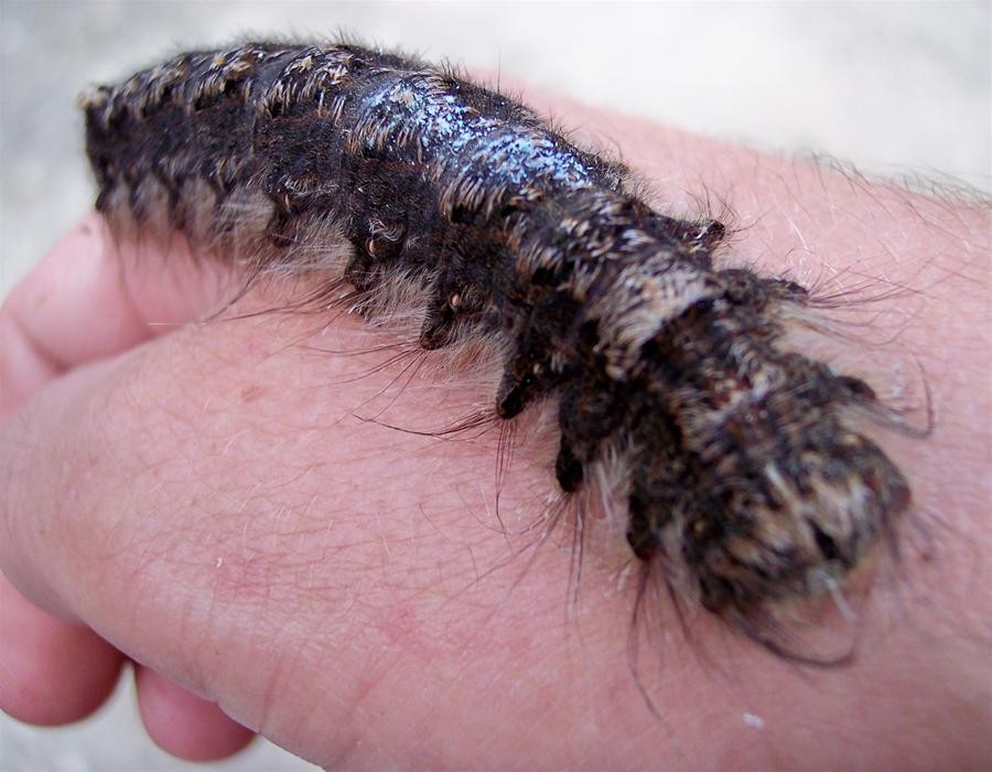 Pachypasa otus - World of Butterflies and Moths