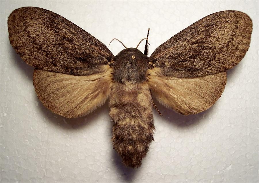 Pachypasa otus GREECE - World of Butterflies and Moths