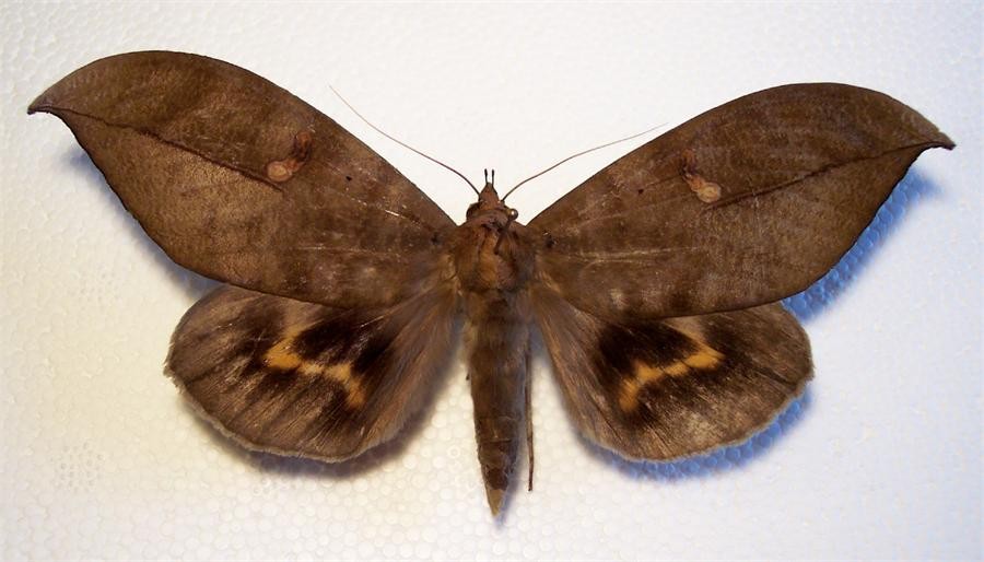 Phyllodes eyndhovii THAILAND - World of Butterflies and Moths