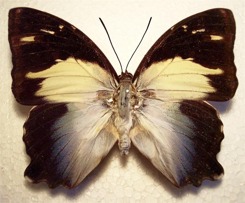 agatasa calydonia calydonia MALAYSIA - World of Butterflies and Moths