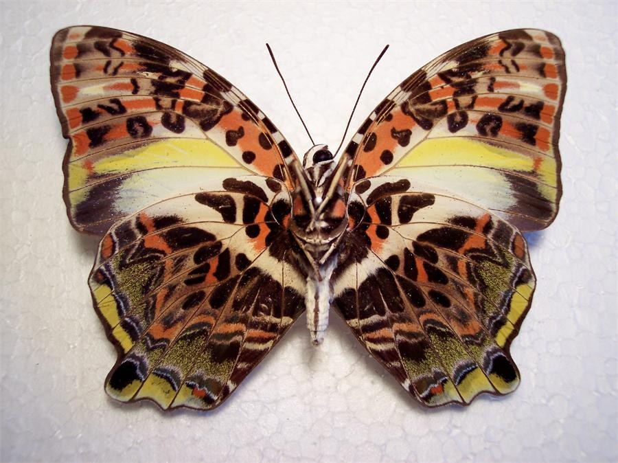 agatasa calydonia calydonia MALAYSIA - World of Butterflies and Moths