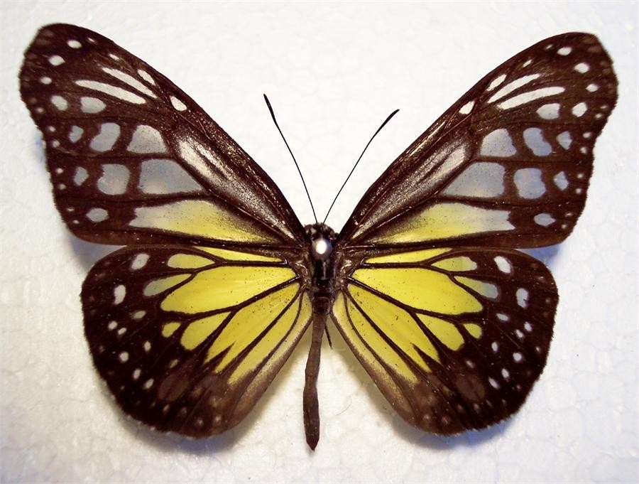 Parantica aspasia philomena JAVA - World of Butterflies and Moths