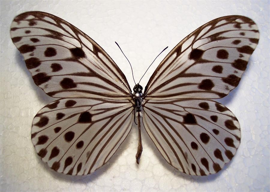 Ideopsis gaura perakana Malaysia - World of Butterflies and Moths