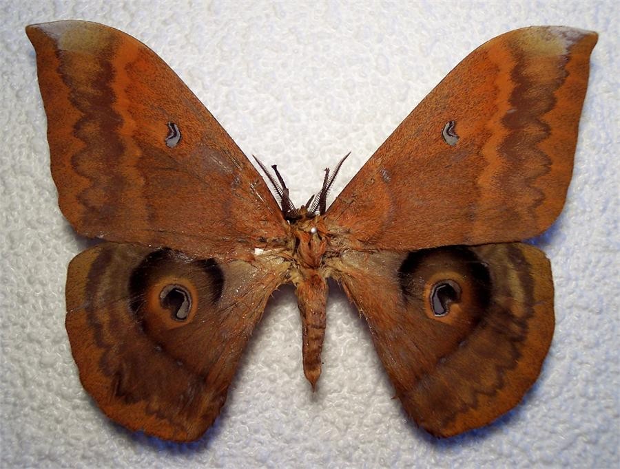 Salassa thespis THAILAND - World of Butterflies and Moths