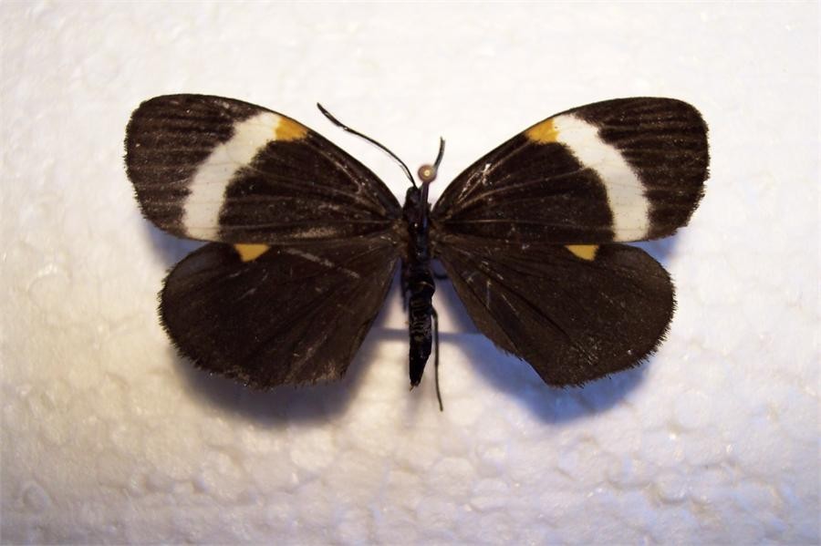 Pidorus albifascia THAILAND - World of Butterflies and Moths