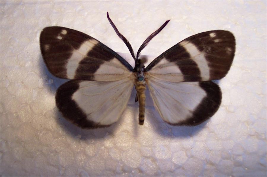 Corma zelica THAILAND - World of Butterflies and Moths