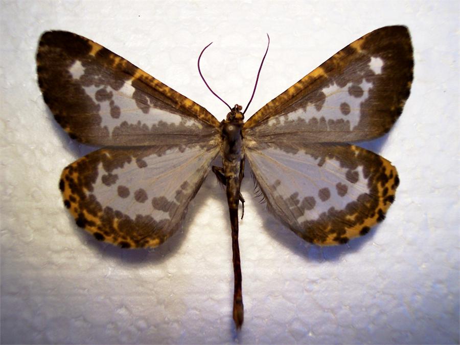 Obeidia gigantearia BURMA - World of Butterflies and Moths