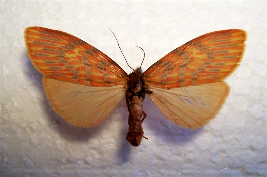 Barsine flammealis BURMA - World of Butterflies and Moths