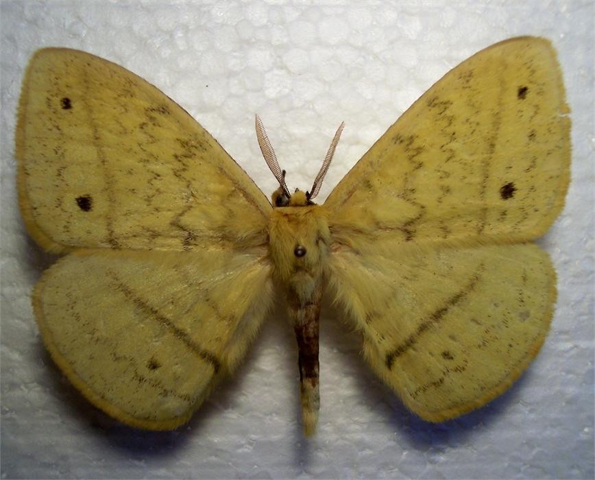 Eupterote Sp. EU01 BURMA - World of Butterflies and Moths