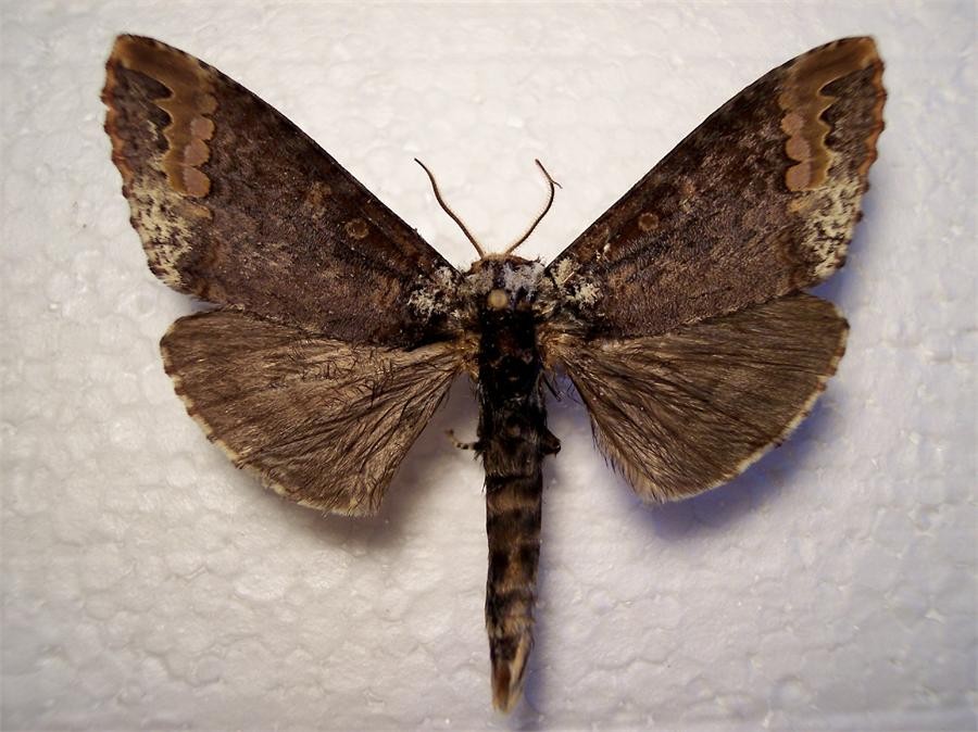 Cossidae BM017 BURMA - World of Butterflies and Moths