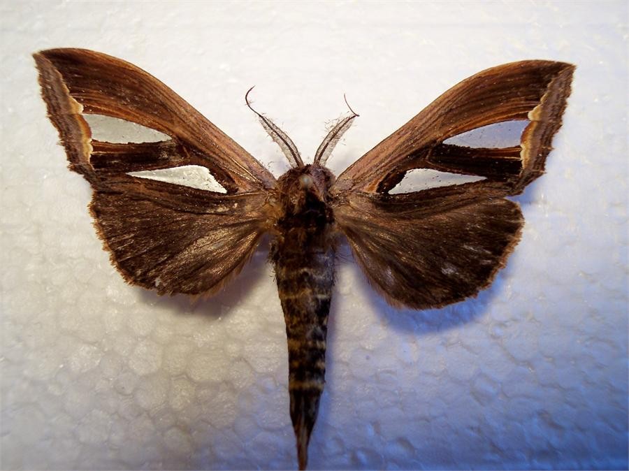 Cossidae BM020 BURMA - World of Butterflies and Moths