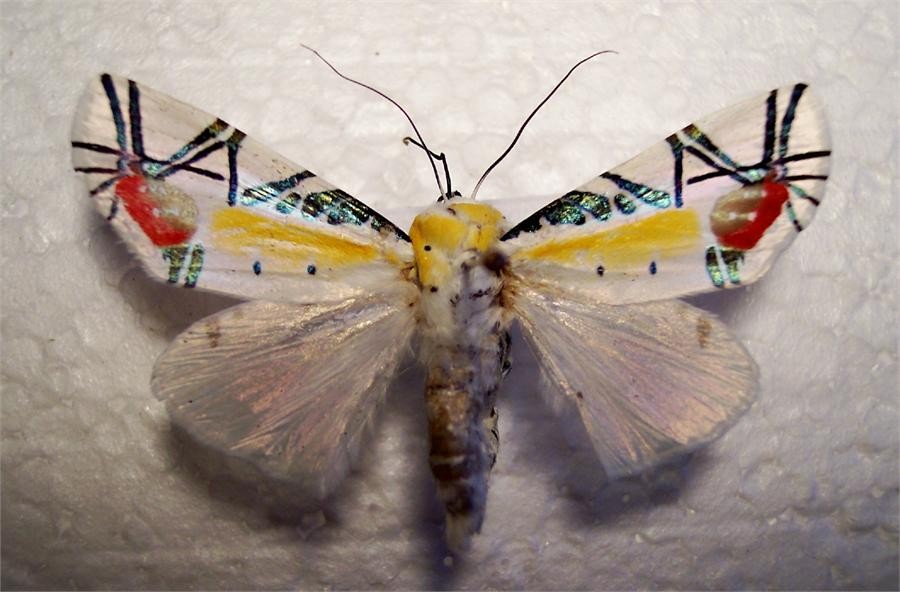 Baorisa hieroglyphica BURMA - World of Butterflies and Moths