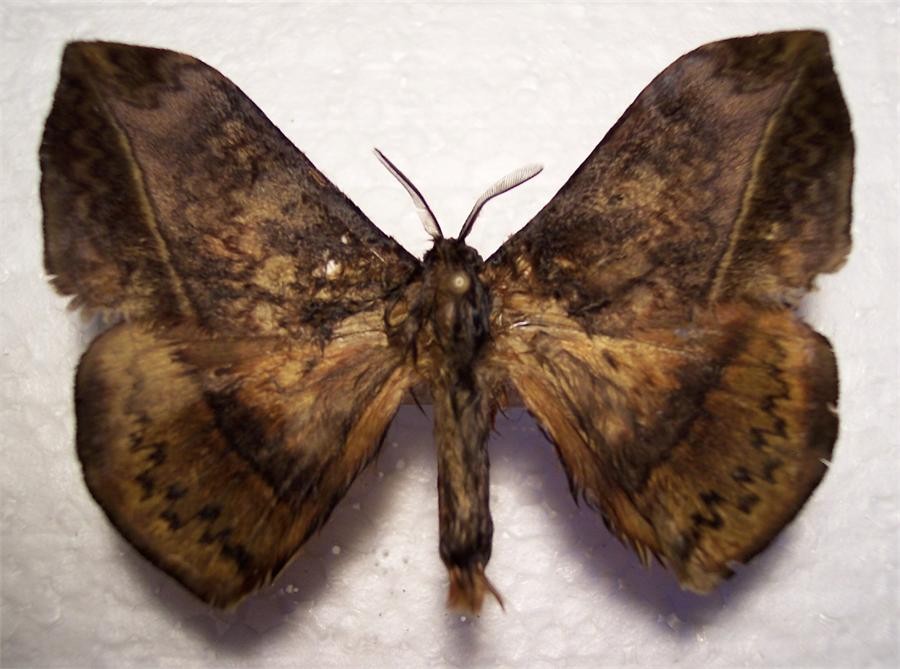 Eupterote sp. EU05 BURMA - World of Butterflies and Moths