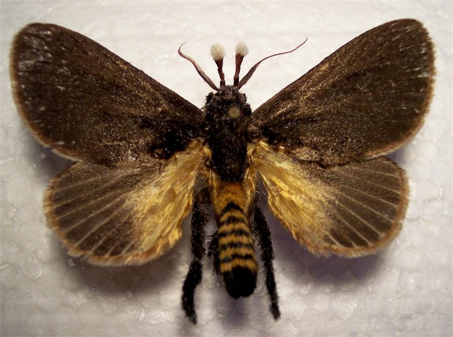 Moth BM091 BURMA - World of Butterflies and Moths