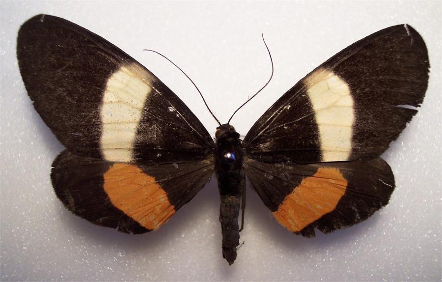 Tropical Moth T0013 THAILAND - World of Butterflies and Moths