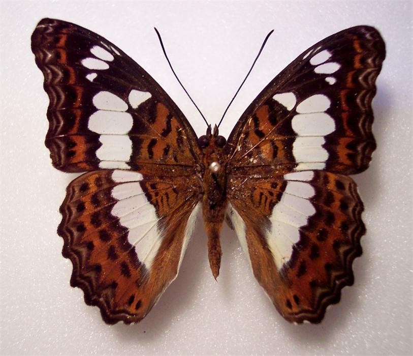 Moduza procris milonia MALAYSIA - World of Butterflies and Moths