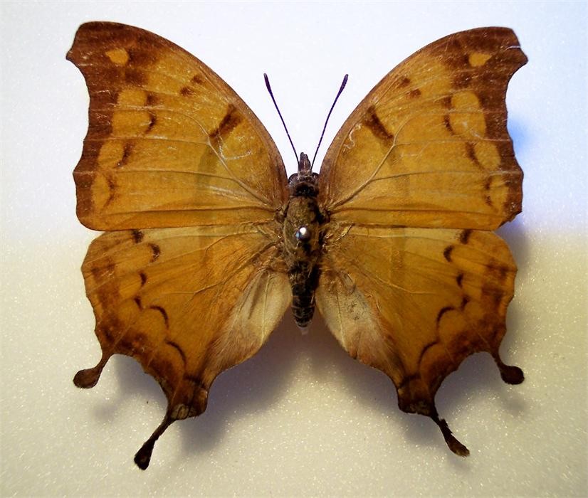 Charaxes zoolina TANZANIA - World of Butterflies and Moths