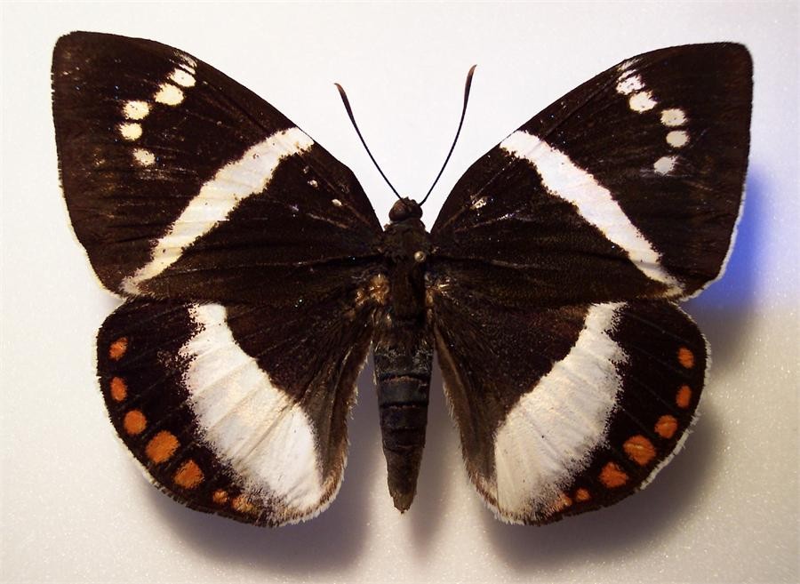 Castina licus PERU - World of Butterflies and Moths