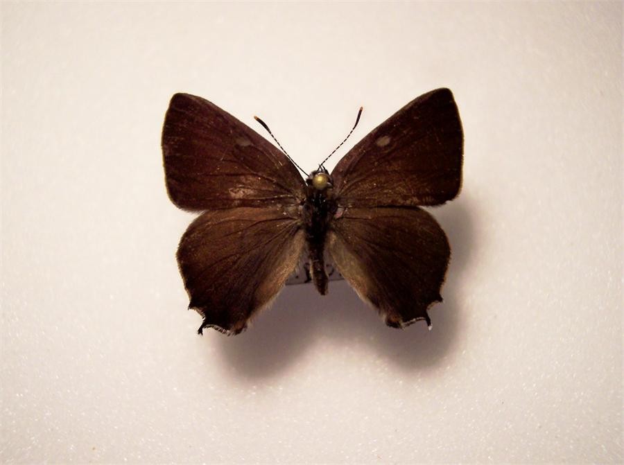 Satyrium w-album WHITE LETTER HAIRSTREAK - World of Butterflies and Moths