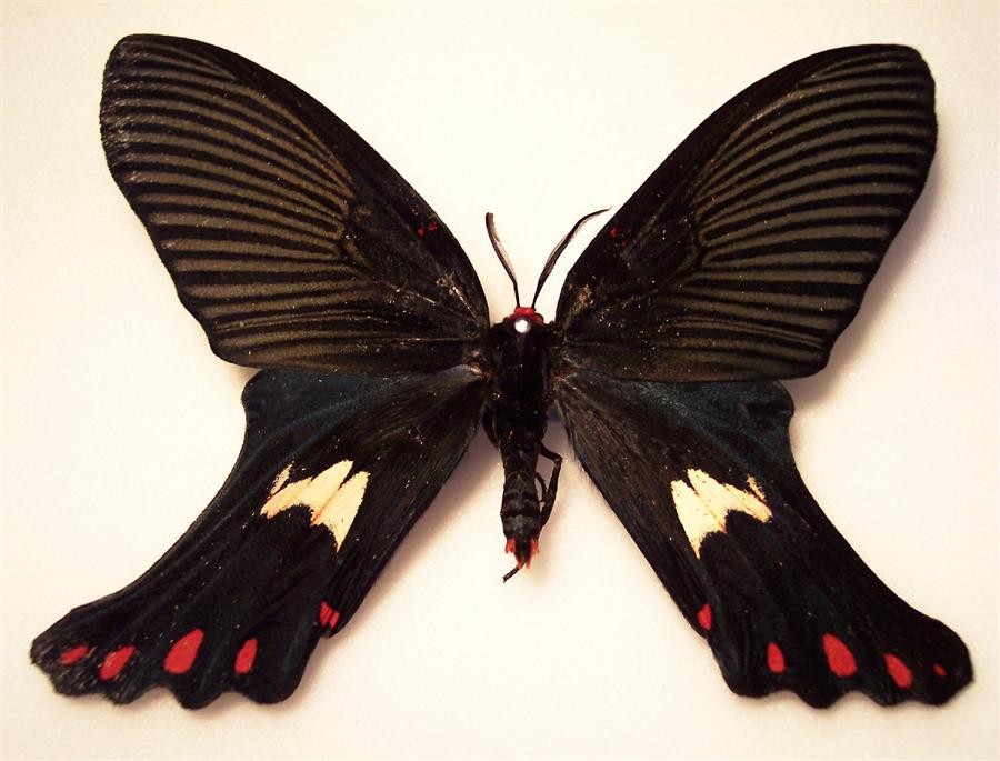 Epicopeia polydora CHINA - World of Butterflies and Moths