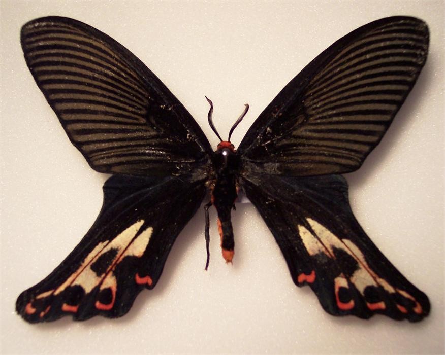 Epicopeia polydora CHINA - World of Butterflies and Moths