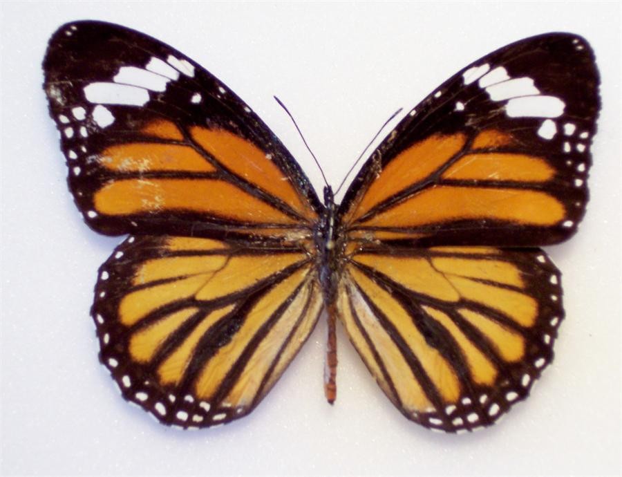 Danaus genutia Common Tiger butterfly - World of Butterflies and Moths
