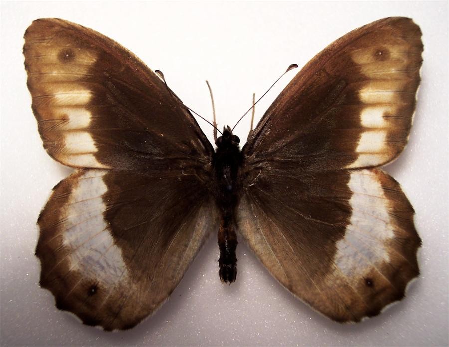 Hipparchia fagi WOODLAND GRAYLING - World of Butterflies and Moths