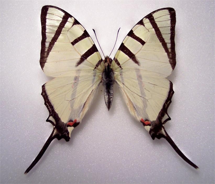 Graphium agetes Four-bar Swordtail CHINA - World of Butterflies and Moths
