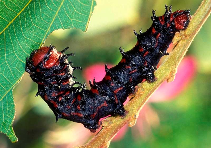 Melanocera menippe - World of Butterflies and Moths
