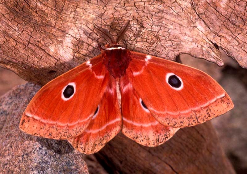 Melanocera menippe - World of Butterflies and Moths