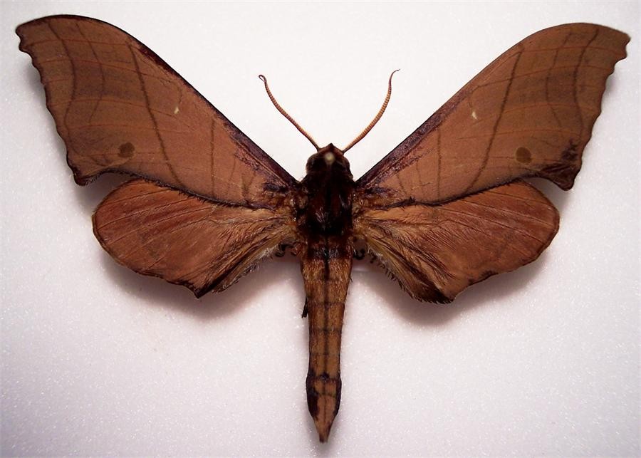 Marumba juvencus THAILAND - World of Butterflies and Moths