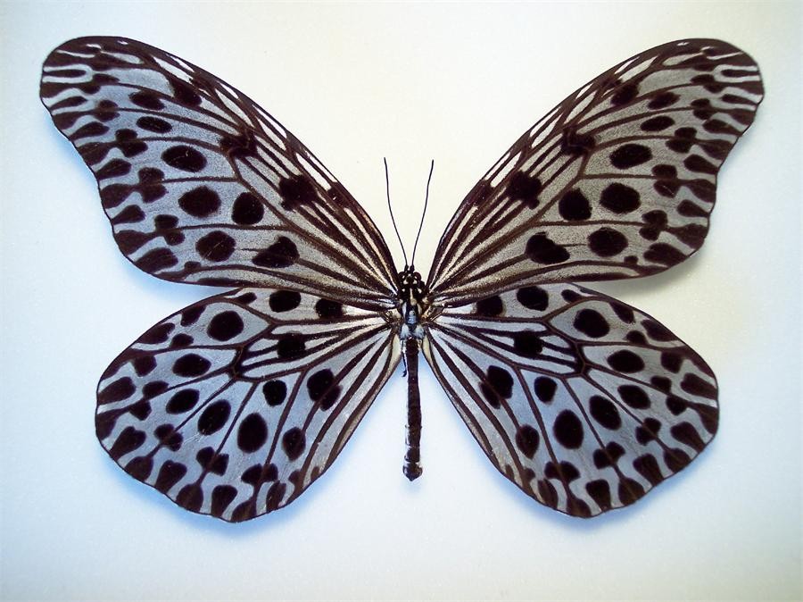 Idea lynceus lynceus Malaysia - World of Butterflies and Moths