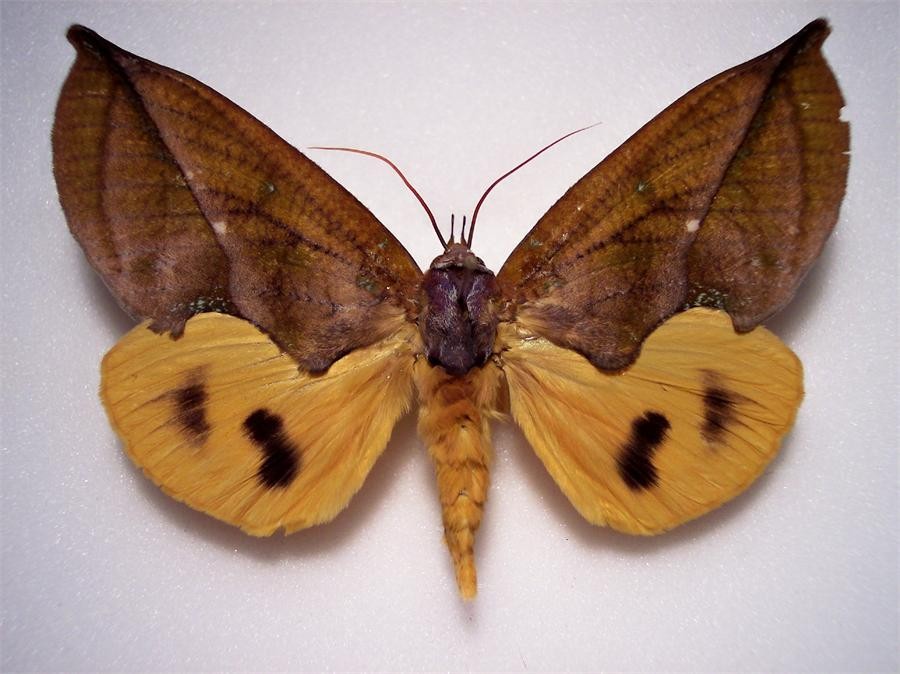 Eudocima aurantia - World of Butterflies and Moths