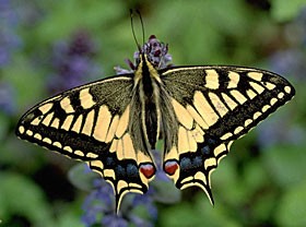 European Swallowtail (Papilio machaon) - World of Butterflies and Moths