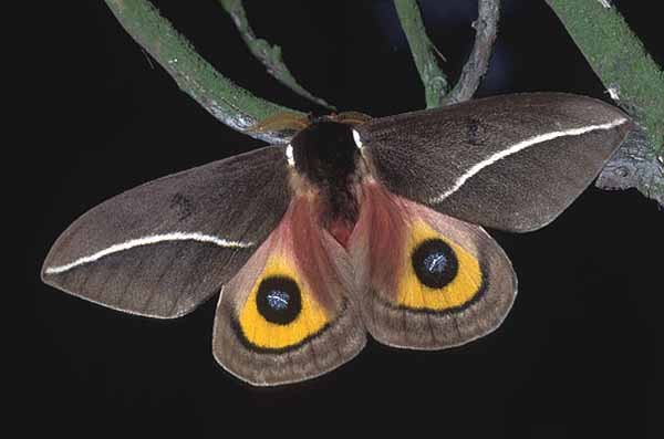 Zephyr Silkmoth - World of Butterflies and Moths