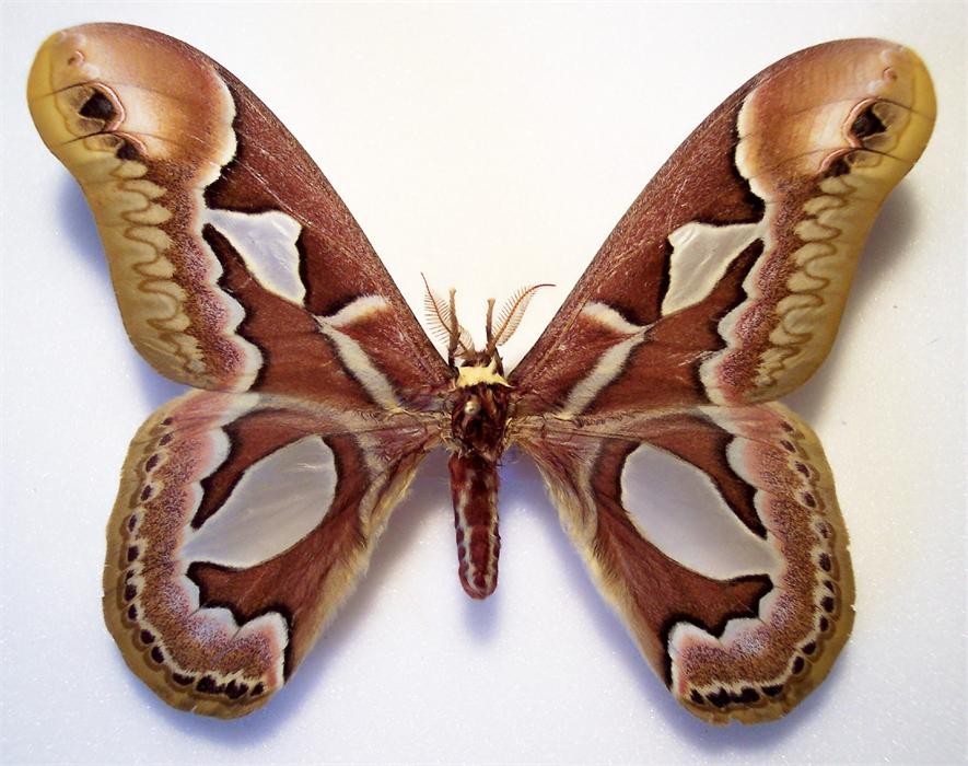 Rothschildia jacobaeae SOUTH AMERICA - World of Butterflies and Moths