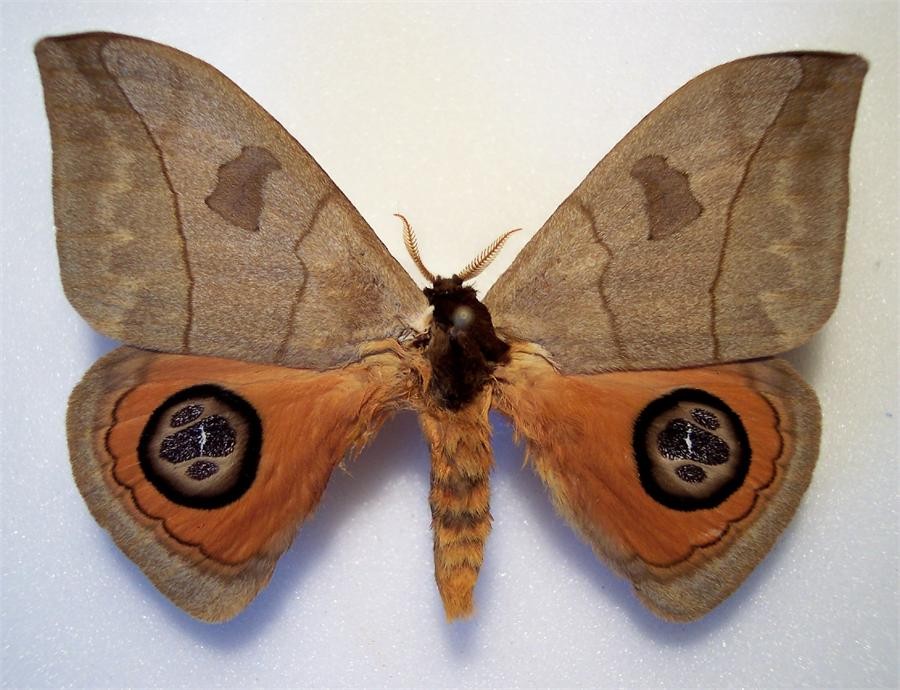 Automeris liberia PERU - World of Butterflies and Moths