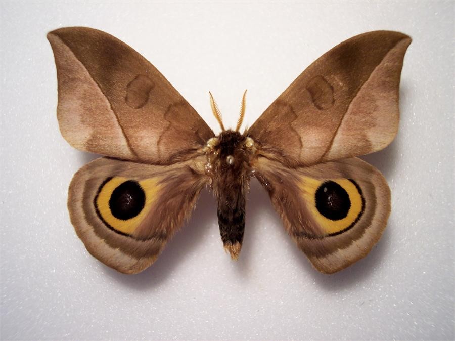 Automeris annulata PERU - World of Butterflies and Moths