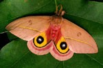 Pamina Bulls Eye (Automeris pamina) - World of Butterflies and Moths
