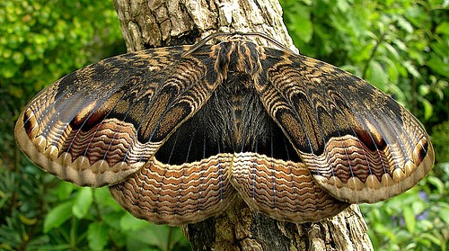 Indonesian Owl Moth (B.certhia) - World of Butterflies and Moths