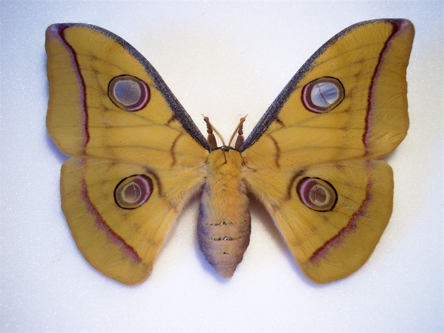 Antheraea mylitta INDIA - World of Butterflies and Moths