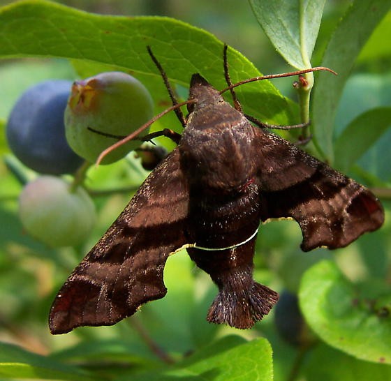 Nessus Sphinx (A.floridensis) - World of Butterflies and Moths