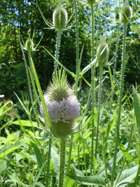Common Teasel (D.fullonum) - World of Butterflies and Moths
