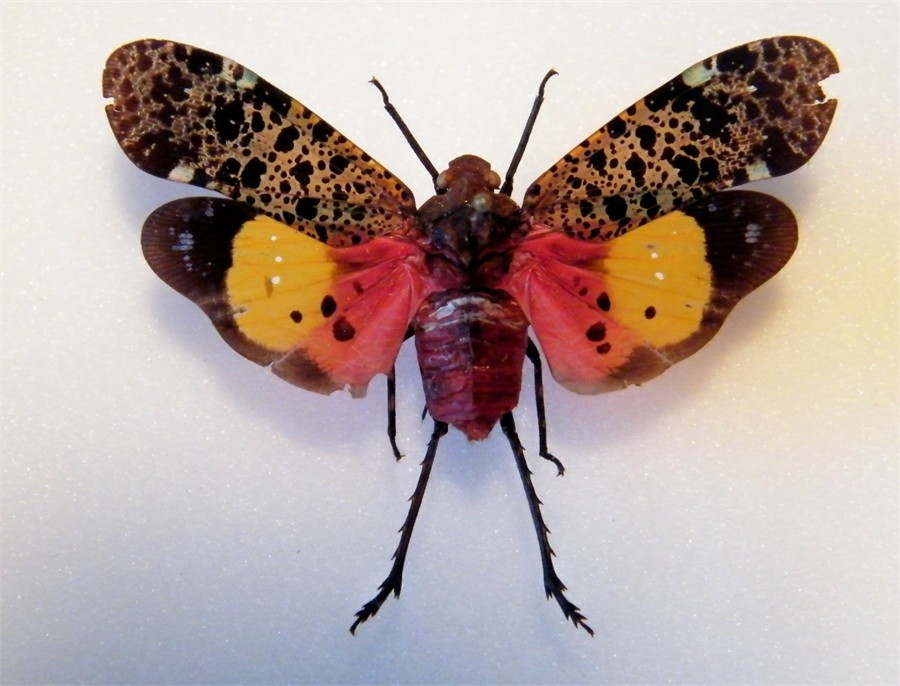 Penthicodes variegata THAILAND - World of Butterflies and Moths