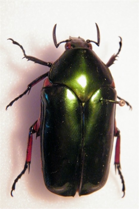 Ischiopsopha sp. THAILAND - World of Butterflies and Moths