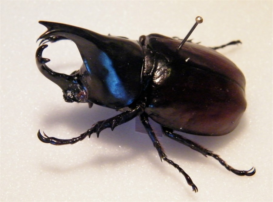 Dynastidae ssp. THAILAND - World of Butterflies and Moths