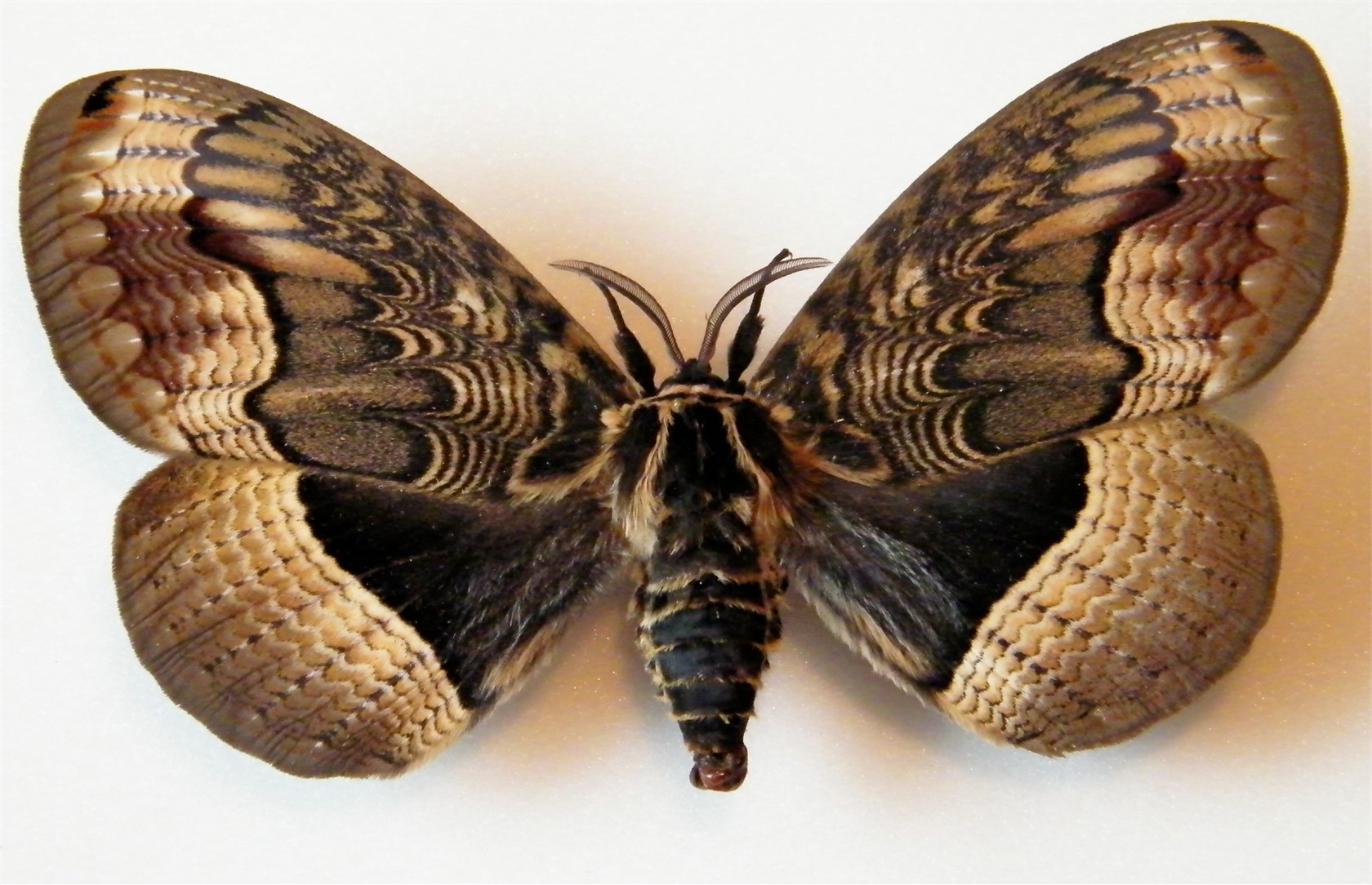 Brahmaea certhia INDONESIA - World of Butterflies and Moths